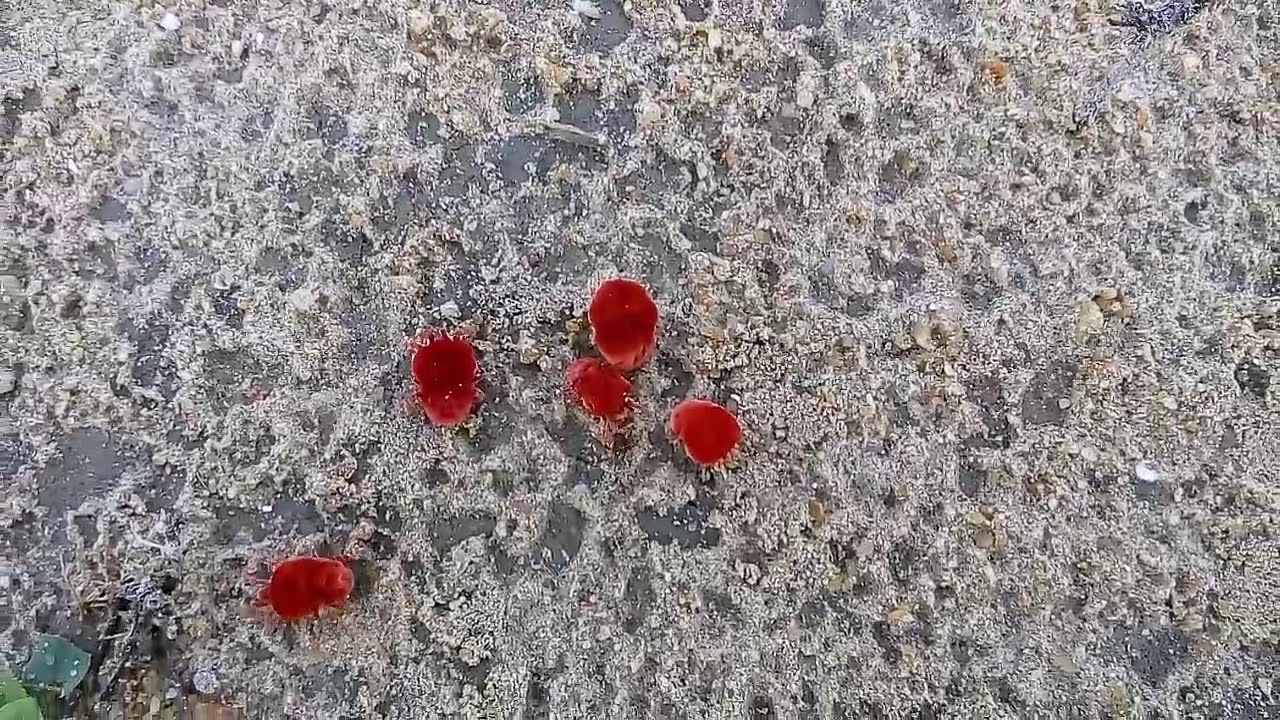 Pattu poochi - YouTube