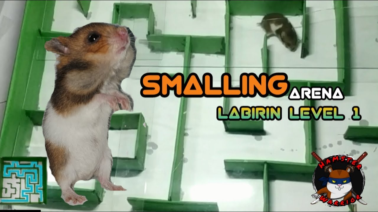 Hamster Smalling In Labirin Level 1 Arena || Hamster Warrior - YouTube