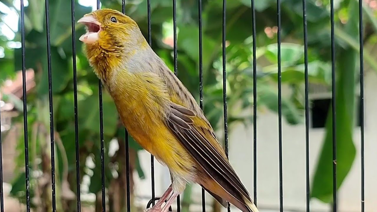 You must listen to this canary, it is very suitable for training your ...
