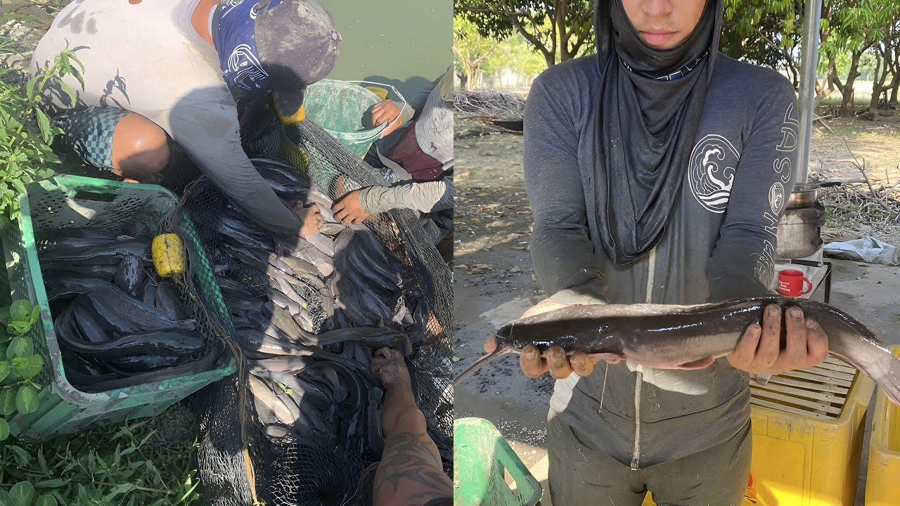 A Million Dollar Profit from Growing Thousands of Catfish - here's how ...