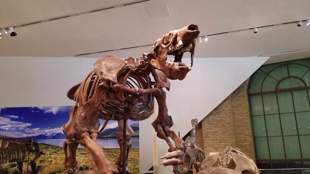 Eremotherium (Giant Ground Sloth), extinct genus of ground sloth of the ...