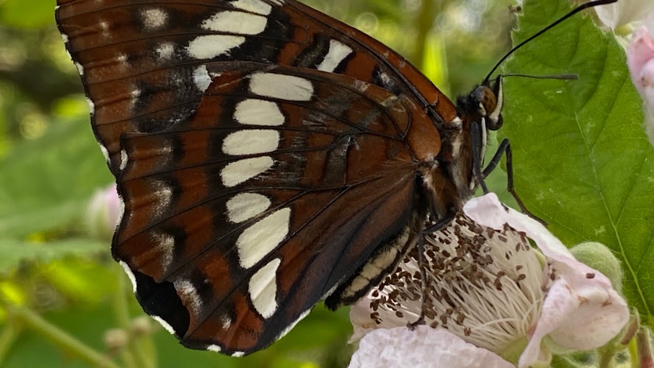 Poor butterfly is not able to fly - YouTube