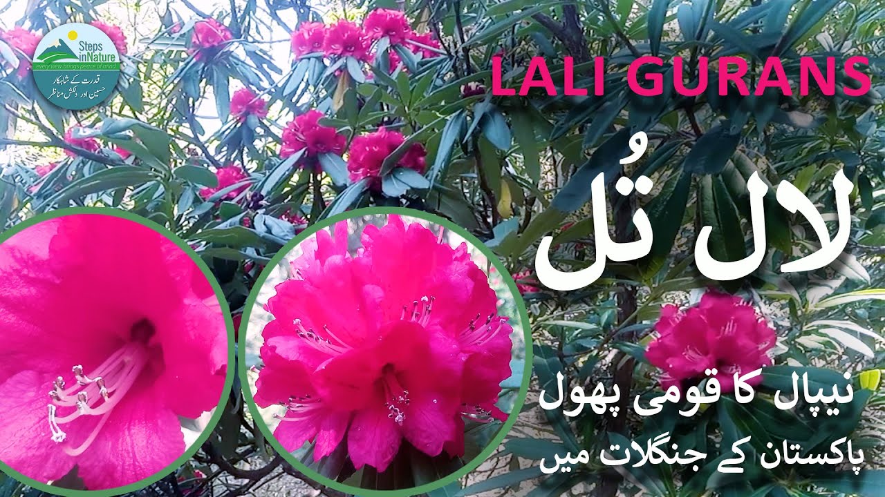 Lali gurans | Laltul | Rhododendron arboreum - YouTube