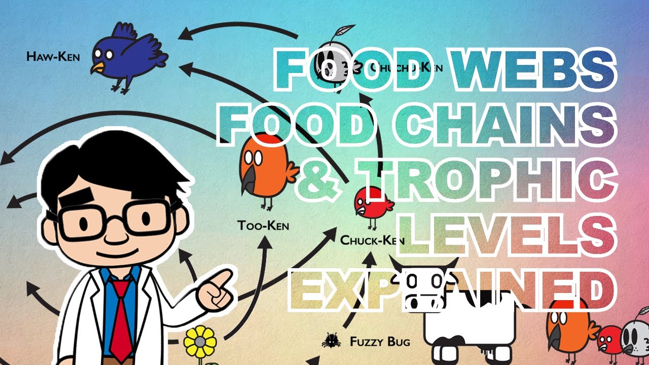 Food Webs, Food Chains, and Trophic Levels Explained - YouTube