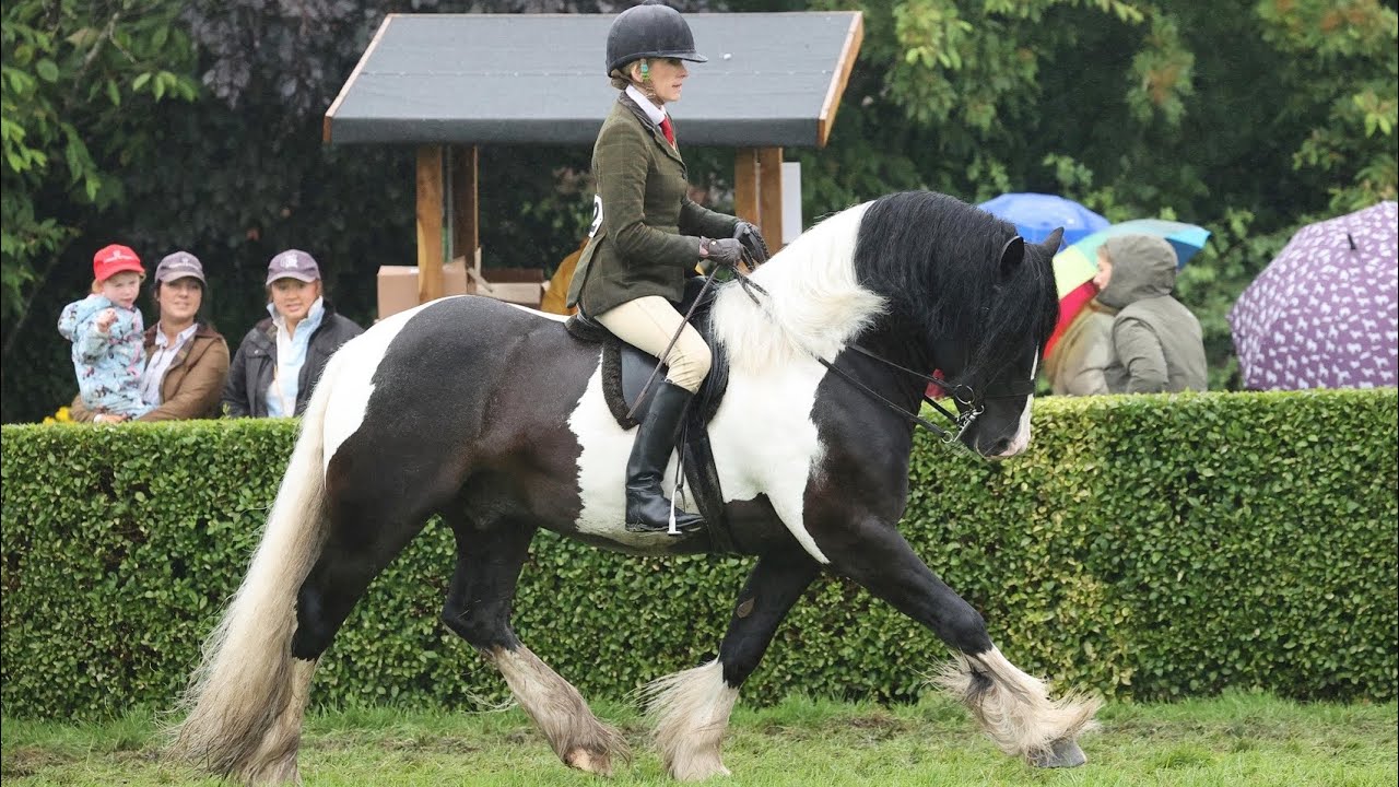 Great Yorkshire Show 2024 Ridden Coloured Champion Monivea Black Magic ...
