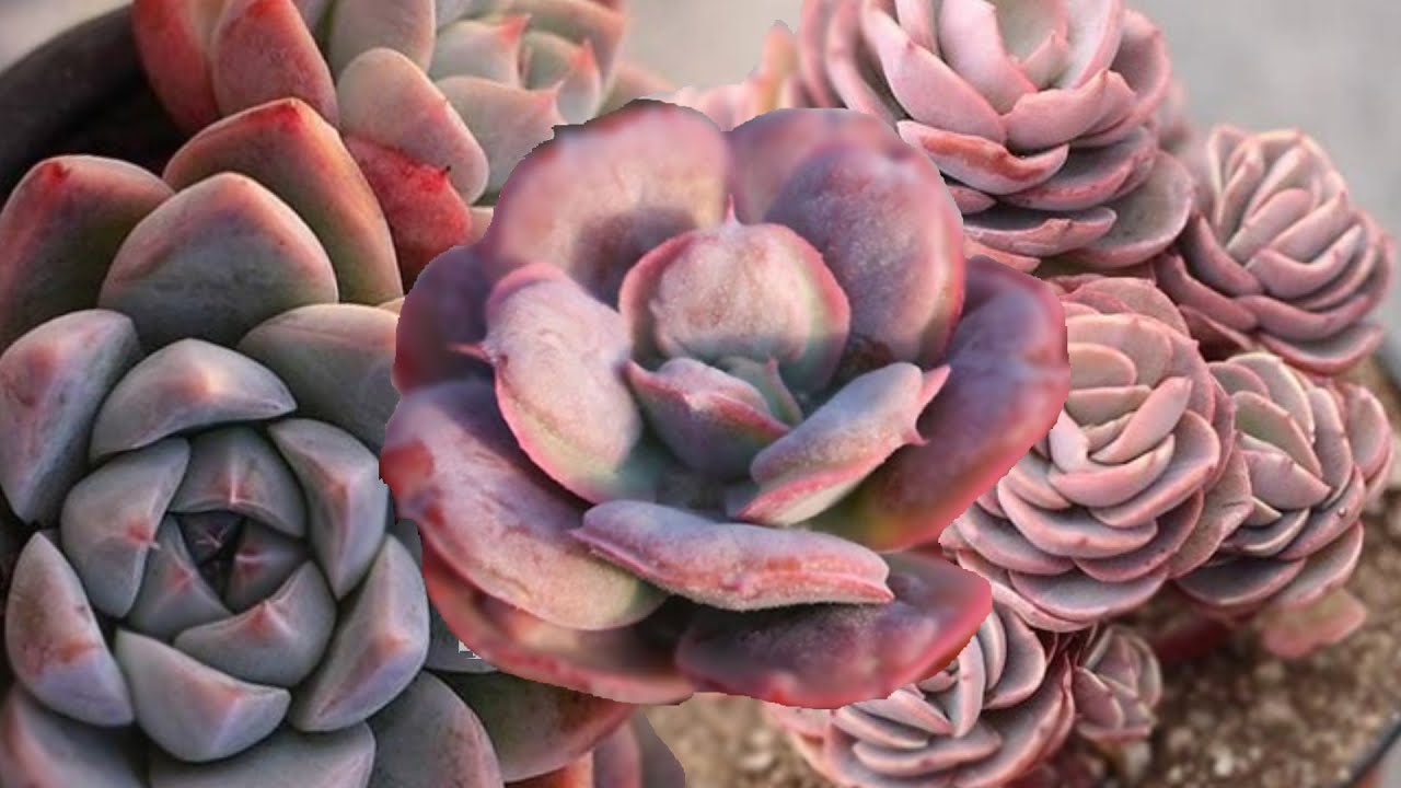 Rare Korean Hybrid Echeveria Succulent | Leaf and Designs | Suculentas ...