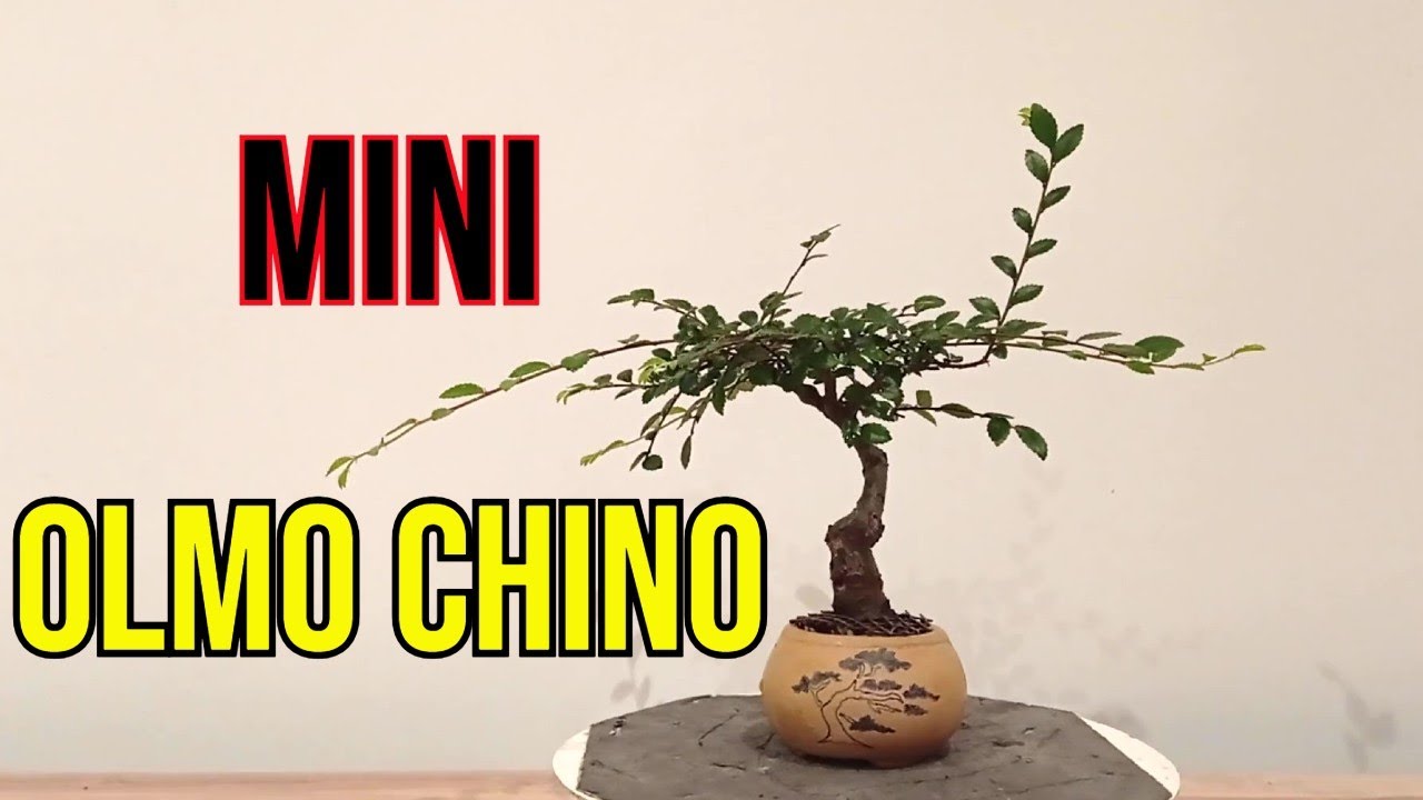 OLMO CHINO BONSAI - ULMUS PARVIFOLIA BONSAI - YouTube