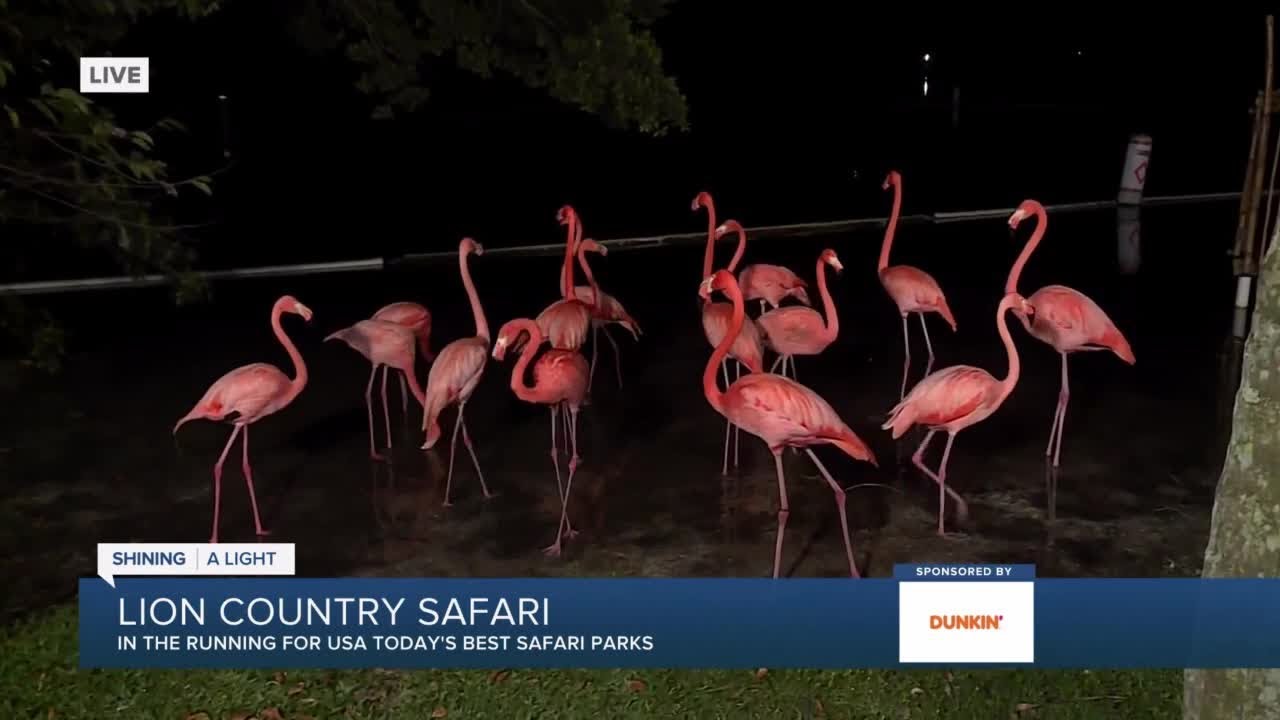 Flamingle with flamingos at Lion Country Safari - YouTube