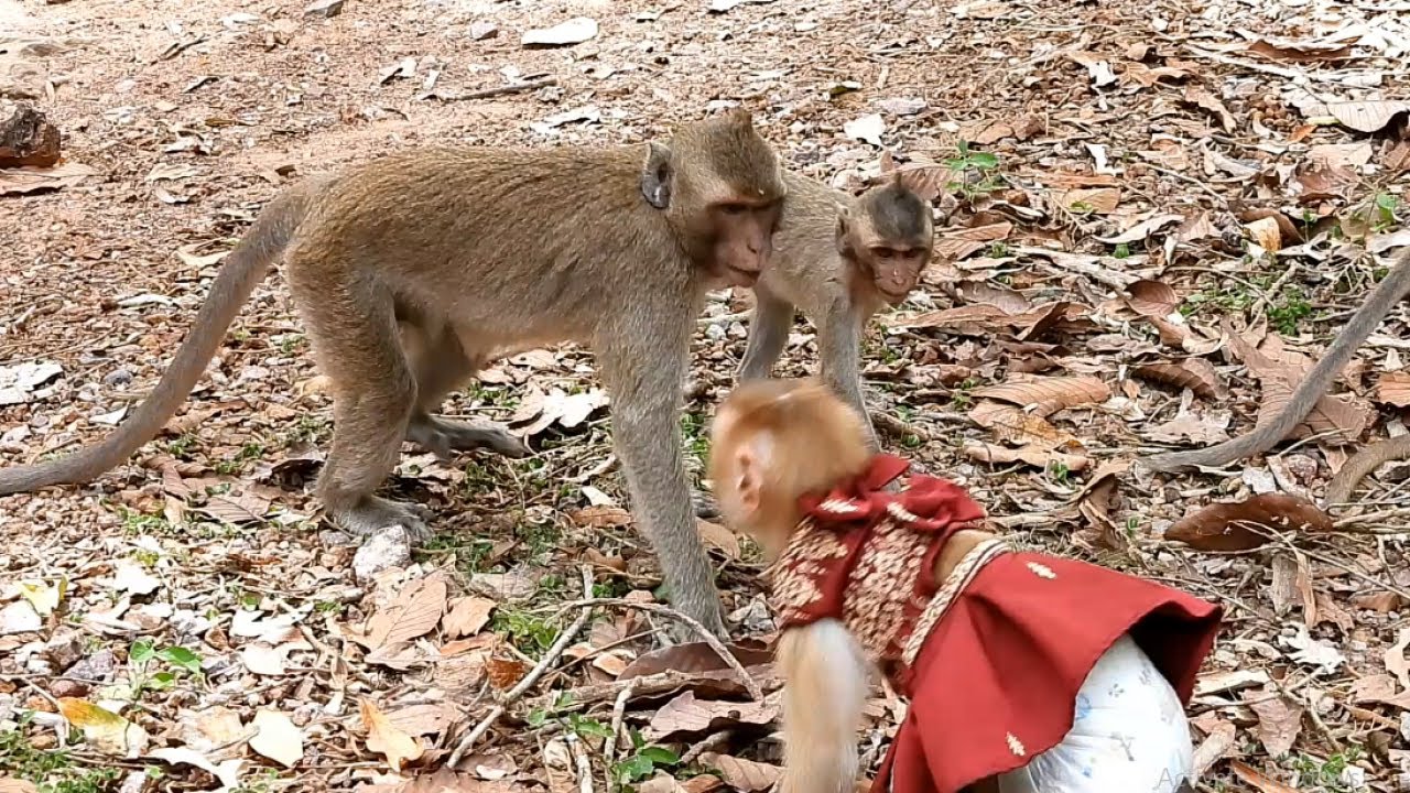 Today Baby Monkey YaYa Come And Visiting Young Mom Monkey Rose, Baby ...