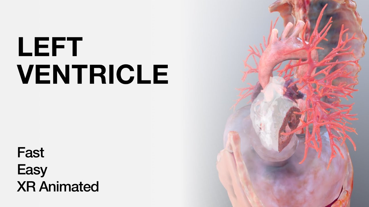 Left Ventricle Anatomy - Explained in Mixed Reality - YouTube