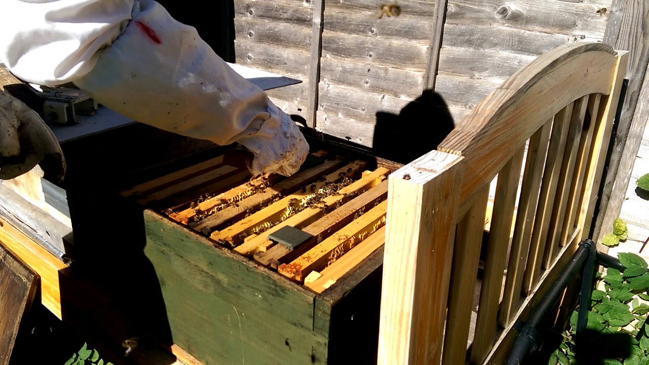 Apilife Var Varroa mites Treatment Honeybees - YouTube