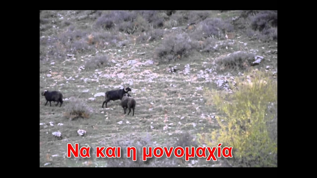 Ζηρειας οροπεδιο πηδημα προβατινας απο 5 κριαρια - YouTube