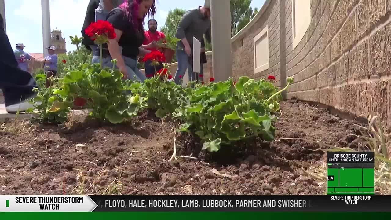 Texas Tech students, staff plant flowers for Arbor Day - YouTube