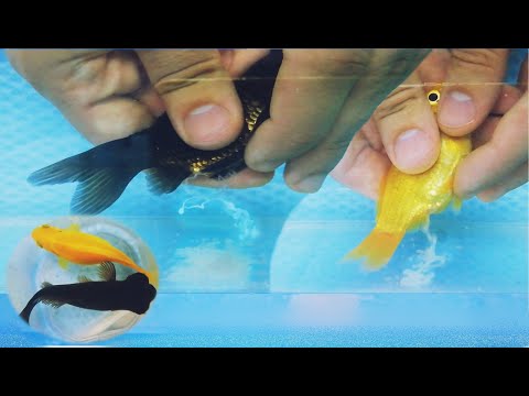Sarı ve Siyahın Aşkı, Japon Balığı Çiftleştirme