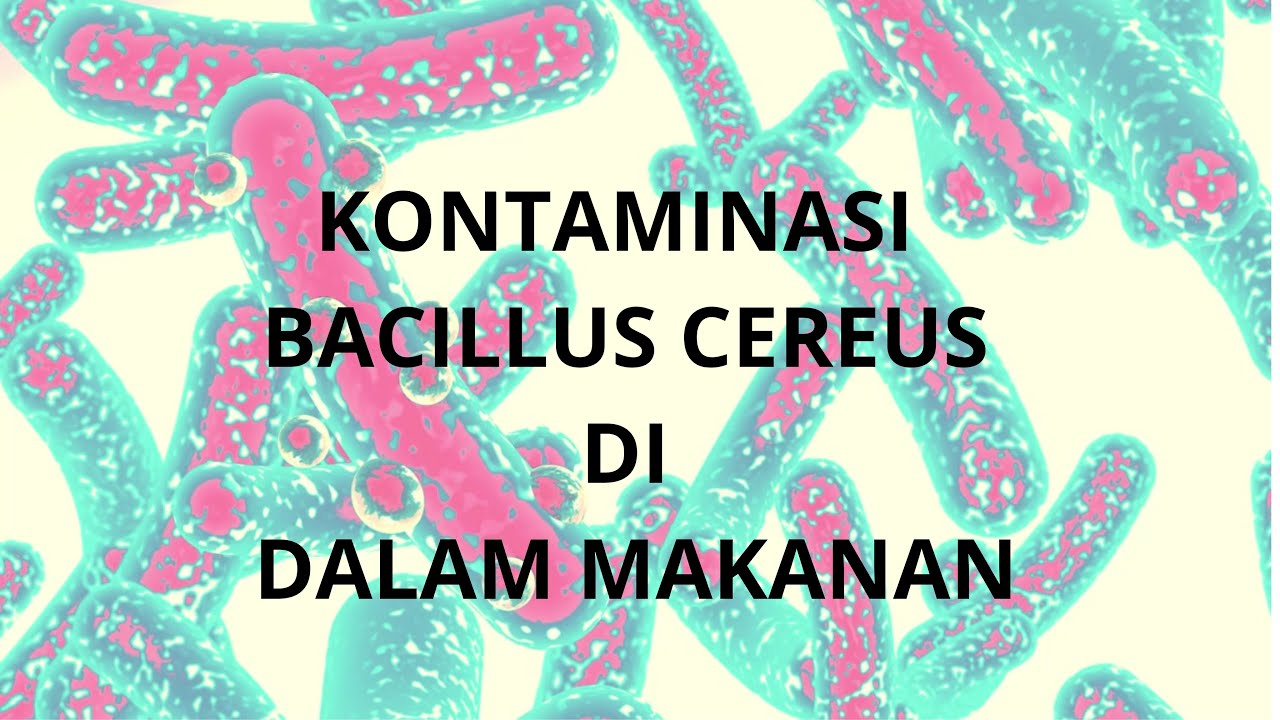 Kontaminasi Bacillus cereus di Makanan - YouTube