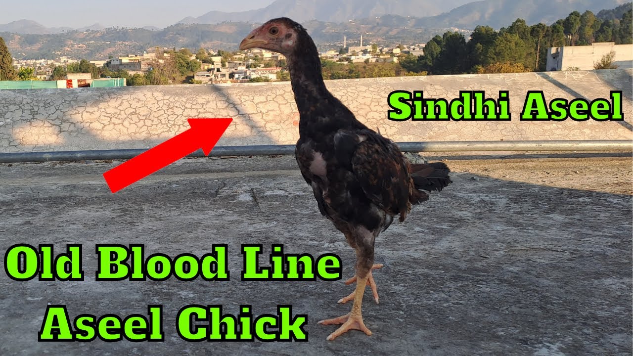 100 Percent Pure Aseel Chick 😍 Top Quality Aseel In Pakistan - YouTube