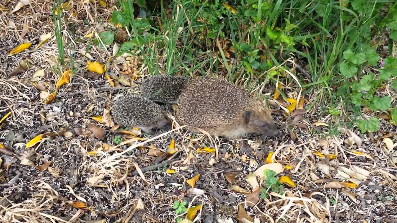 Baby Hedgehogs in our garden NZ - YouTube