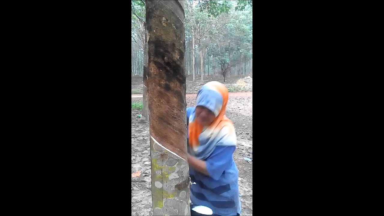 Orang menoreh getah murah - YouTube