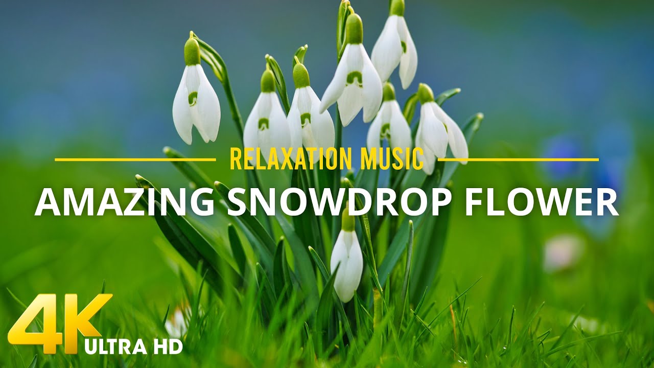4K Snowdrop Flowers🌺3 Hours Relaxation Video | Beautiful Colors of ...