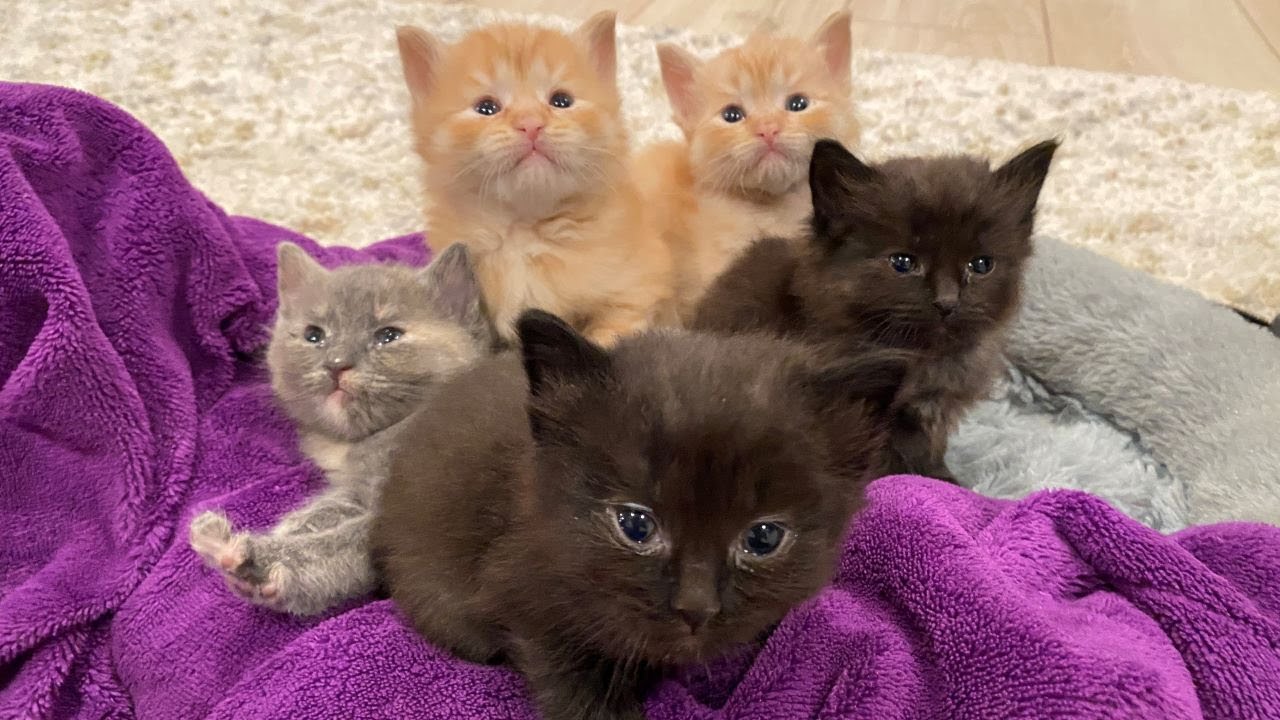 LIVE 6 Newborn KittenCam 24/7 powered by PAWsitive - YouTube