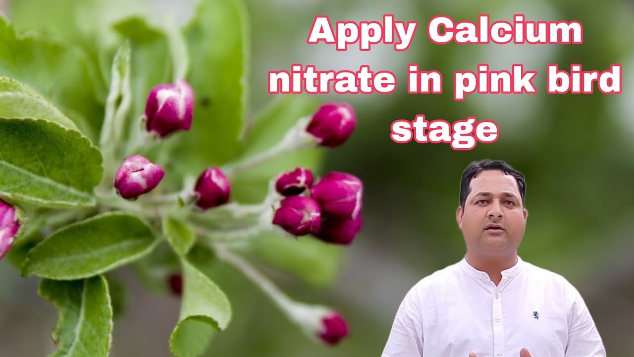 Apply calcium nitrate in pink bird stage - YouTube