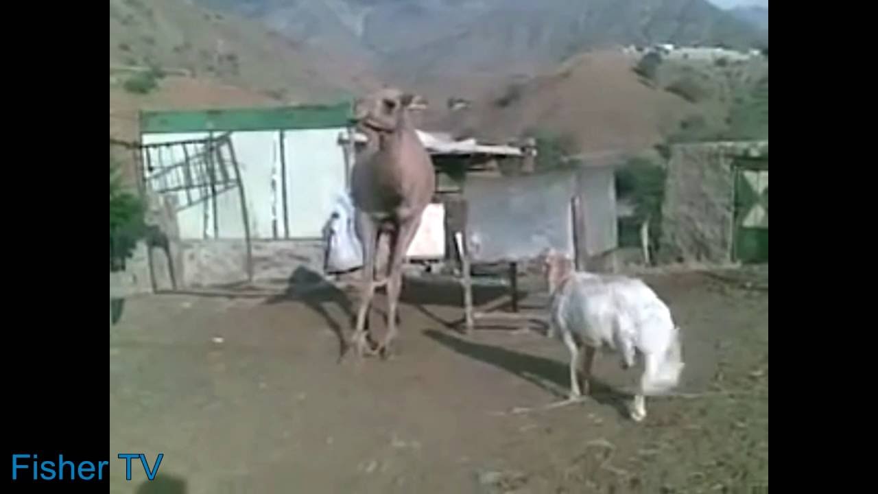 Camel vs sheep - YouTube