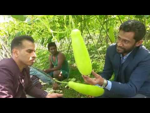 সুলতানা লাউ** লাল তীর এর নতুন জাত অসাধারণ ধরন | কৃষি ও কৃষকের কথা | Raju Ahmed. - YouTube