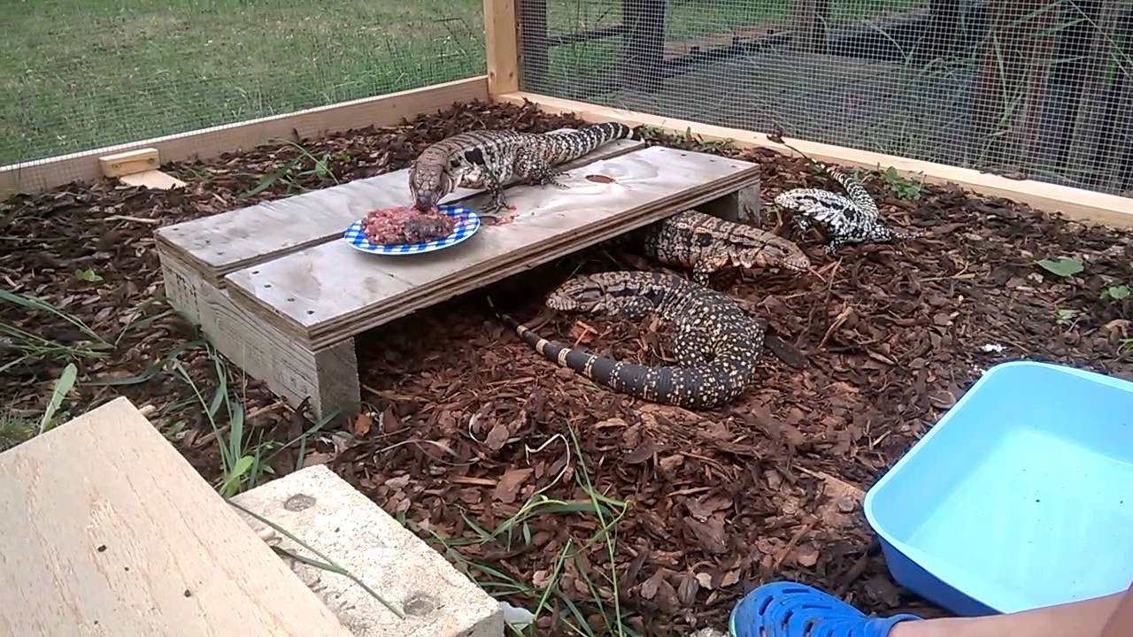 Inside tegu cage 1 - YouTube