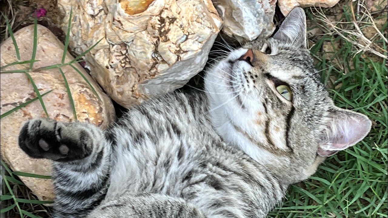 Booger the stray cat@Brown_Acres ! 🖤🐱🤍 - YouTube