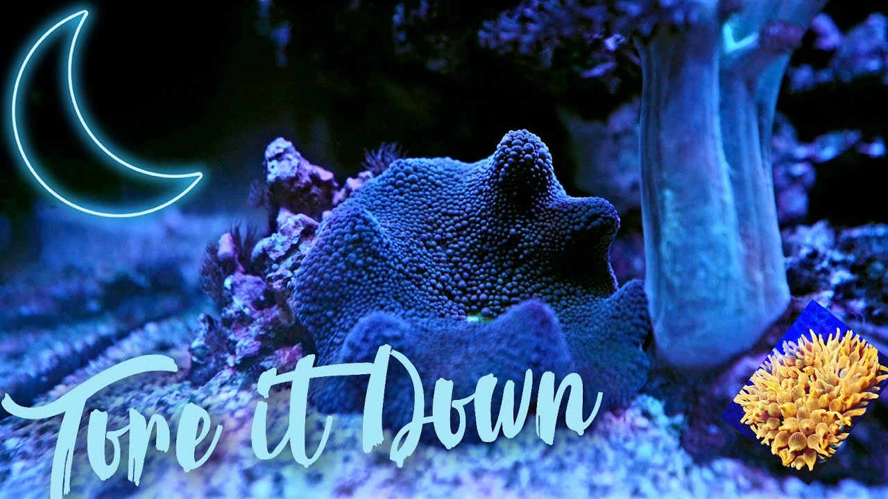 Red Sea Reefer E-260 MAX - Long Overdue Update - YouTube