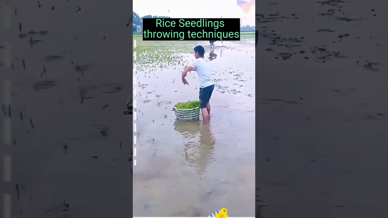 Rice Seedlings Throwing Method #satisfying #short - YouTube