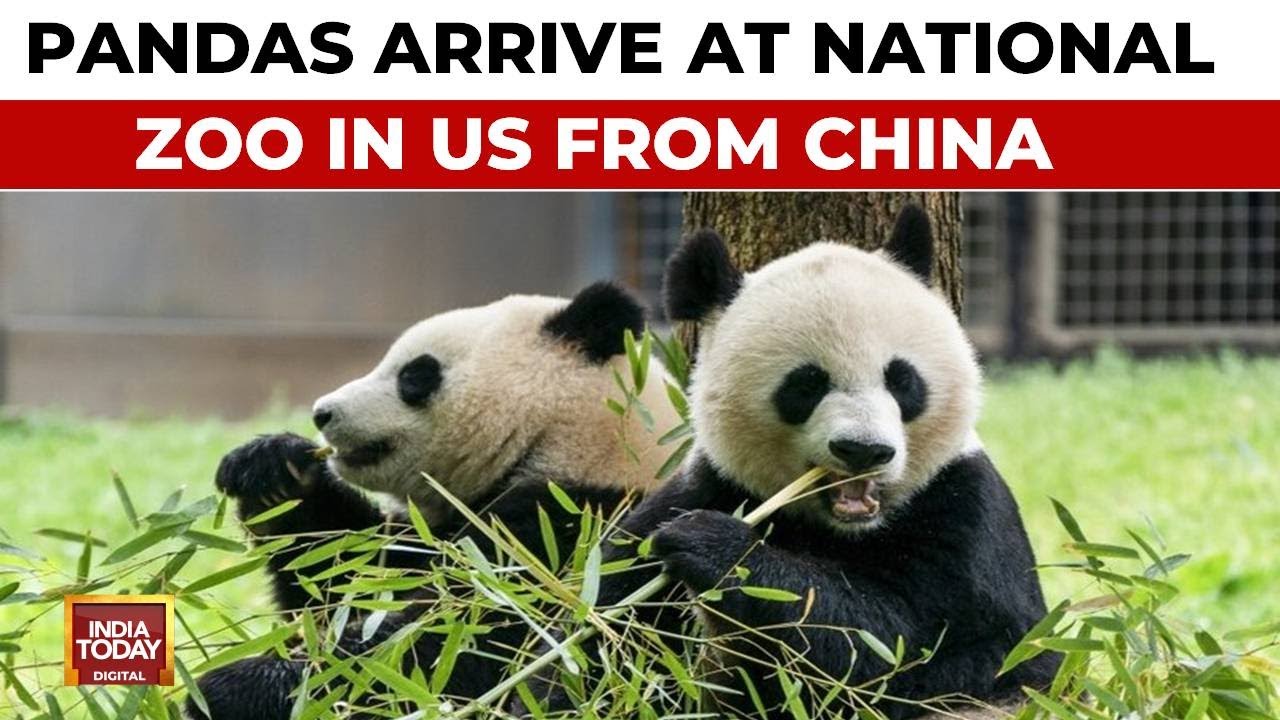 US-China Panda Diplomacy: Pandas Arrive At National Zoo In US From ...