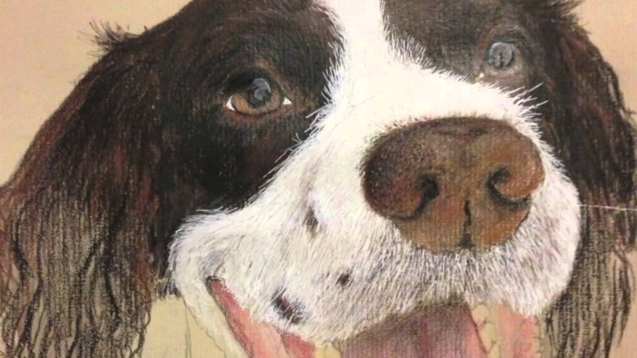 Philip Douglas Art: Gilbert The Springer Spaniel - YouTube