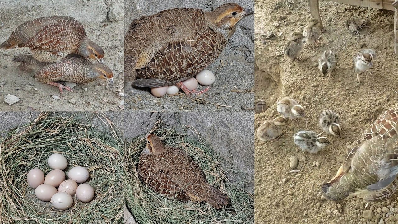 Grey Francolin Hatching Eggs | The Grey Francolin Is Laying An Egg ...