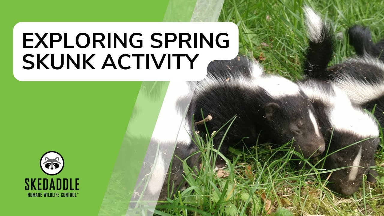 Exploring Spring Skunk Activity With Skedaddle Humane Wildlife Control ...
