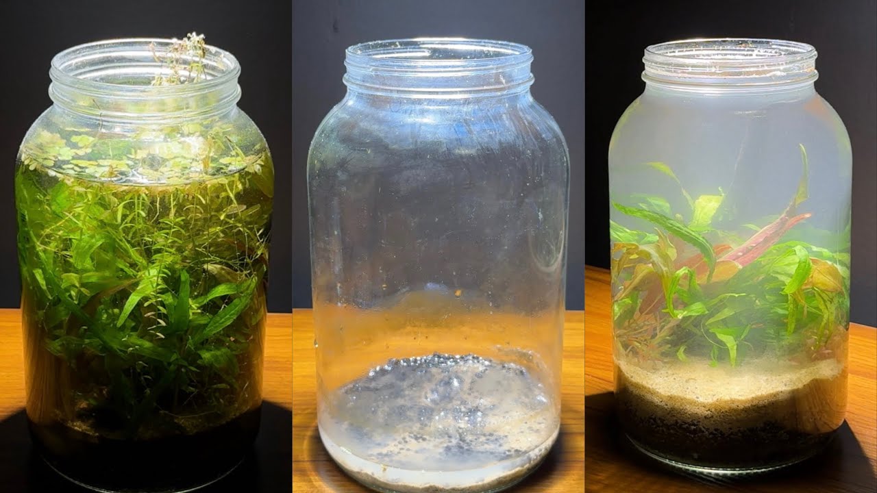 Nano Jar Aquarium Rebuilt After 1 Year - Nanoscape Jarrarium - YouTube