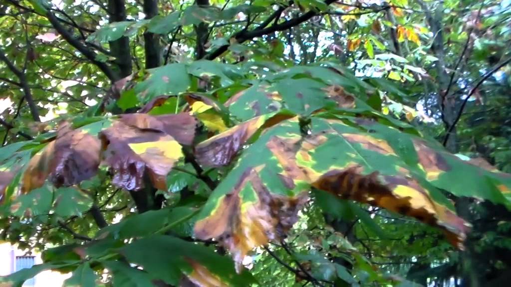 test video 576P 50p 16:9 - samsung HMX-F90 - YouTube