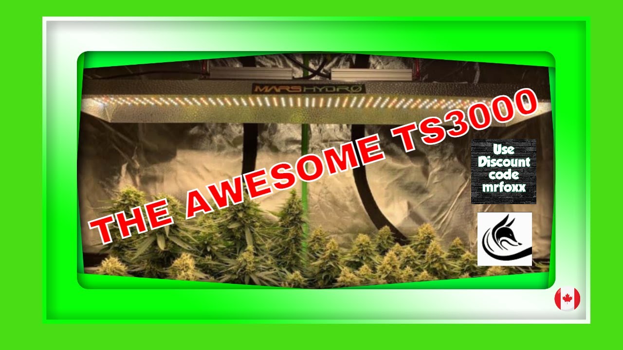 My New Mars Hydro Led TS3000 See How Awesome It Is. Growing Marijuana ...
