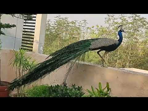 #peacock🦚😍 #peacockrangoli #birds #mor #mayur #peafowl #morpankh # ...