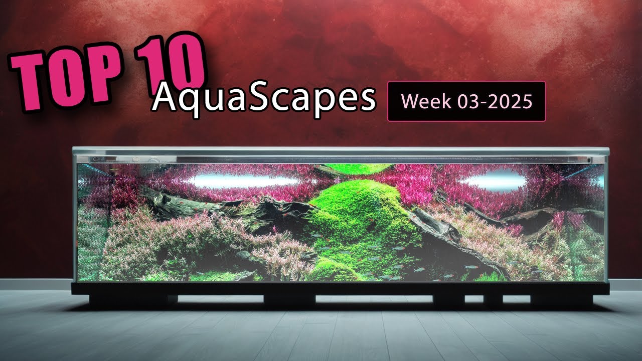 Top 10 High Tech Aquariums - Week 03-2025 - YouTube