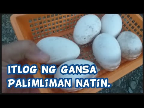Mga Itlog Ng Gansa Palimliman Na. - YouTube