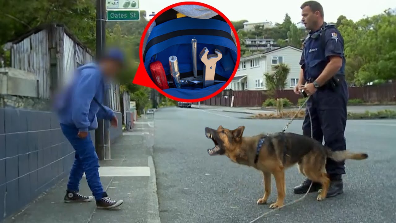 Police K9 Tracks Down Car Thieves In Crazy Pursuit! - YouTube