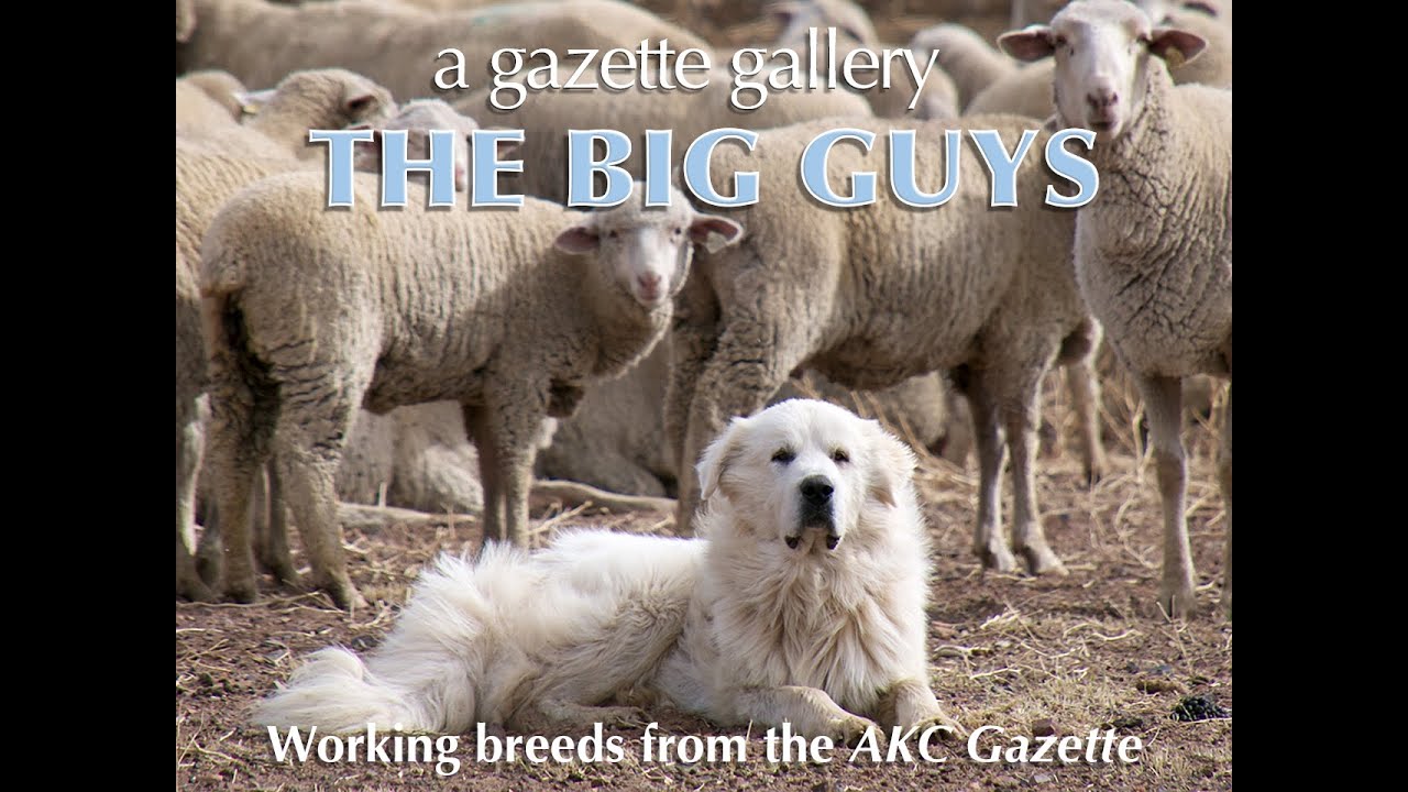 AKC Gazette Gallery: "The Big Guys" — Breeds From the AKC Working Group ...