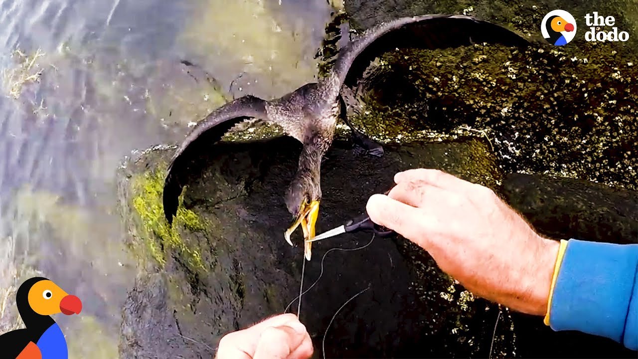 Man Rescues Bird With Hook Stuck In Beak | The Dodo - YouTube