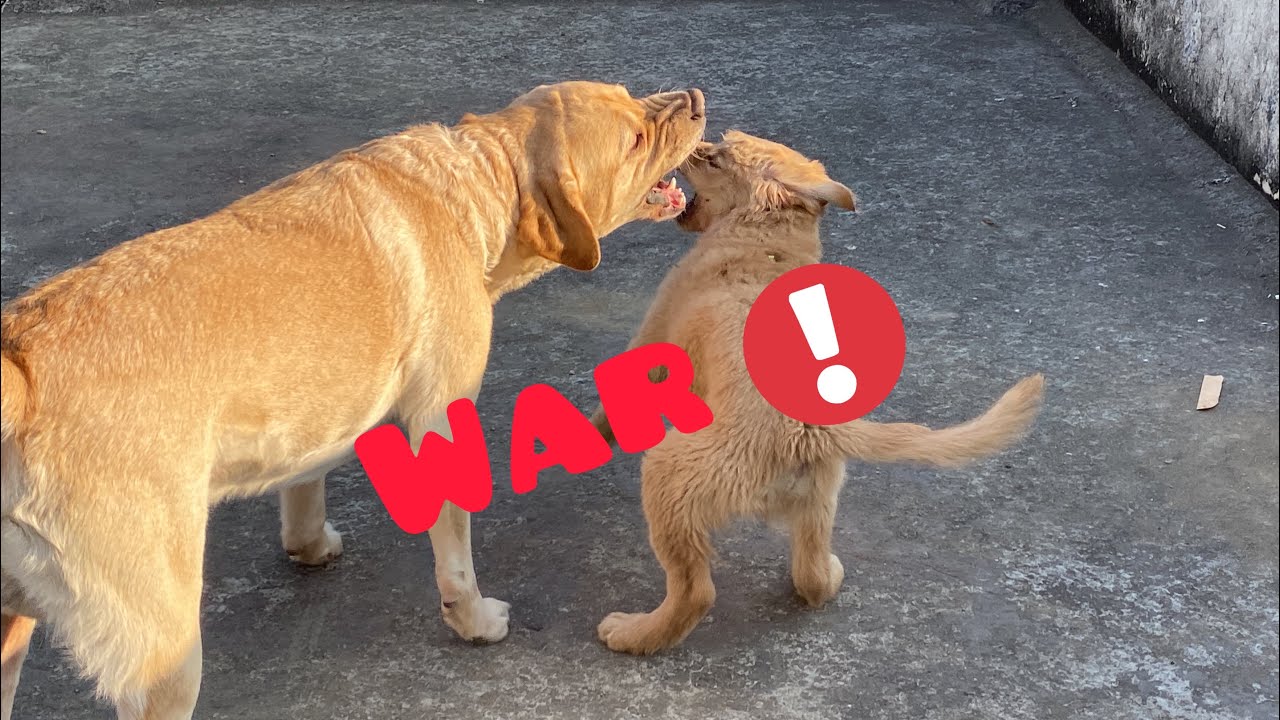 Labrador and Golden retriever puppy fighting #goldenretriever - YouTube