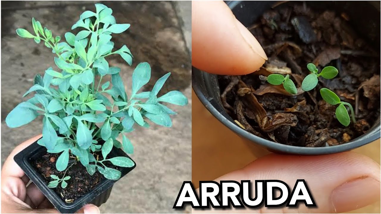 2 MÉTODOS FÁCEIS PARA FAZER MUDA DA ARRUDA EM CASA ( PLANTA MEDICINAL ...