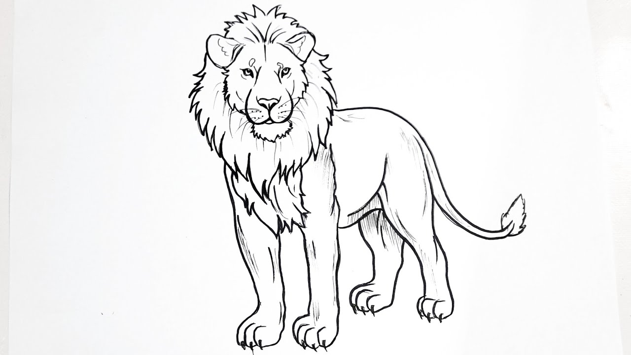 How to draw a lion easy step by step || Lion drawing - YouTube