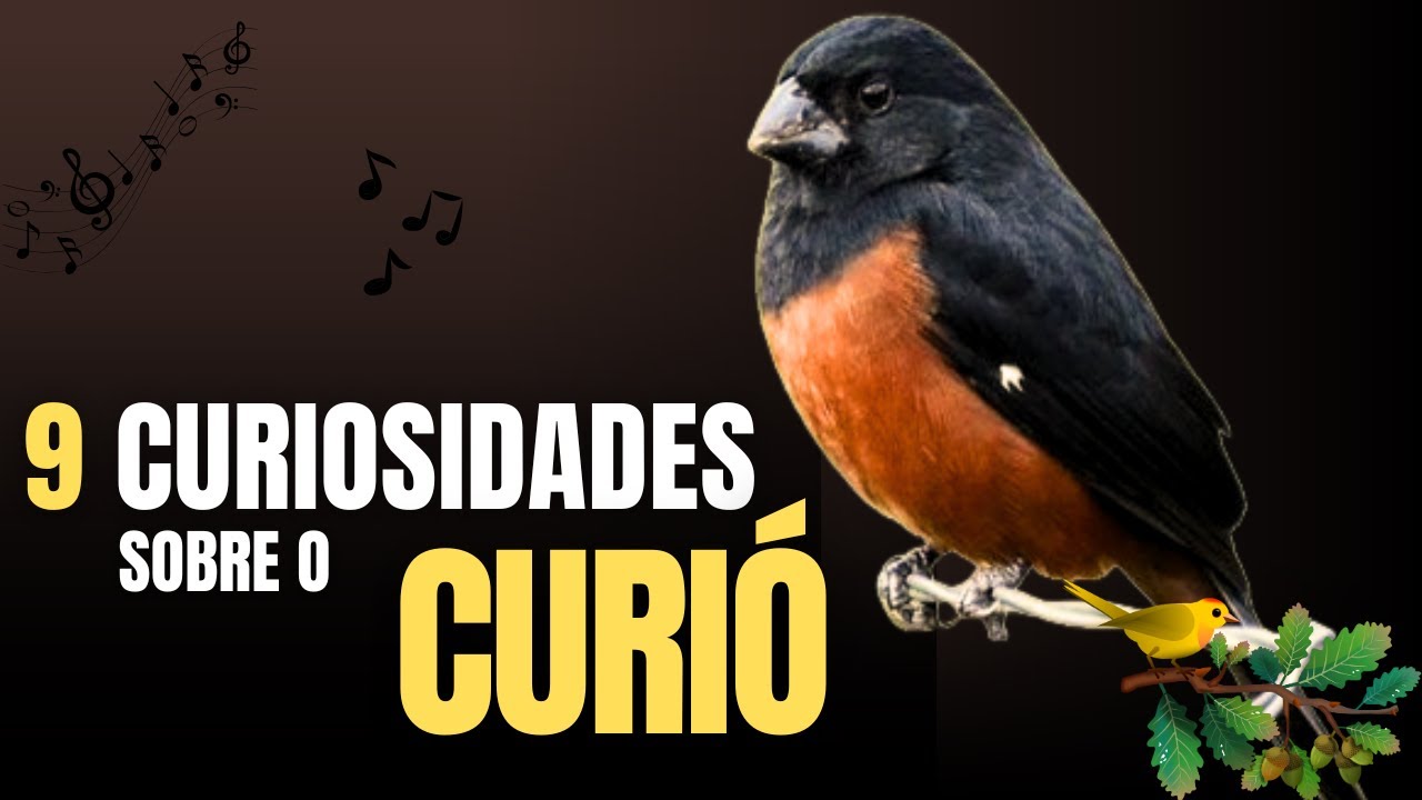 Curió: 9 Curiosidades Fascinantes Sobre o pássaro: Conheça a ave do ...