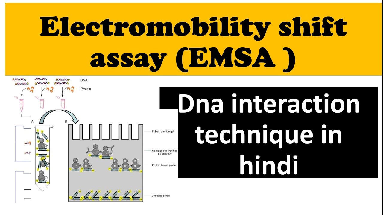 electrophoretic mobility shift assay (EMSA) BIOLOGY TECHNIQUE IN HINDI ...