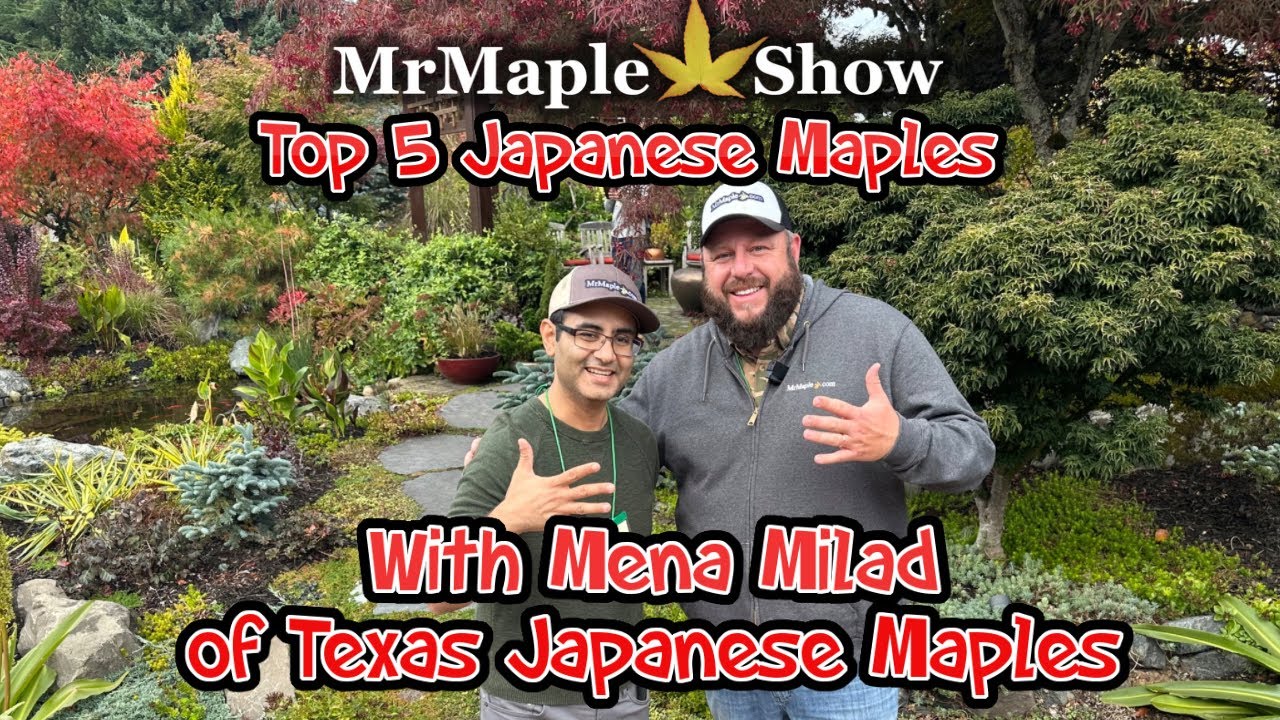 Top 5 Japanese Maples with Dr. Mena Milad of Texas Japanese Maples! - YouTube